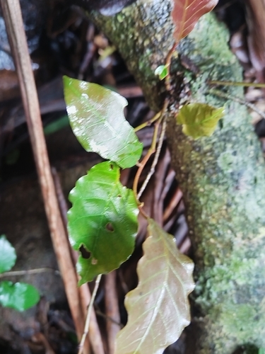 Pondo Snakewood (Colubrina nicholsonii) · iNaturalist