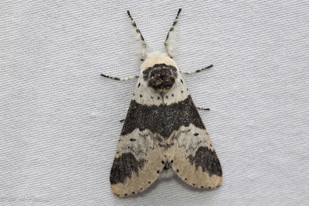 Modest Furcula Moth (Moths of Montana, USA) · iNaturalist