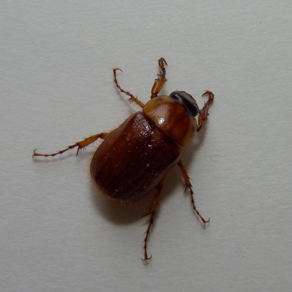 Masked Chafers (Mueller Park ) · iNaturalist