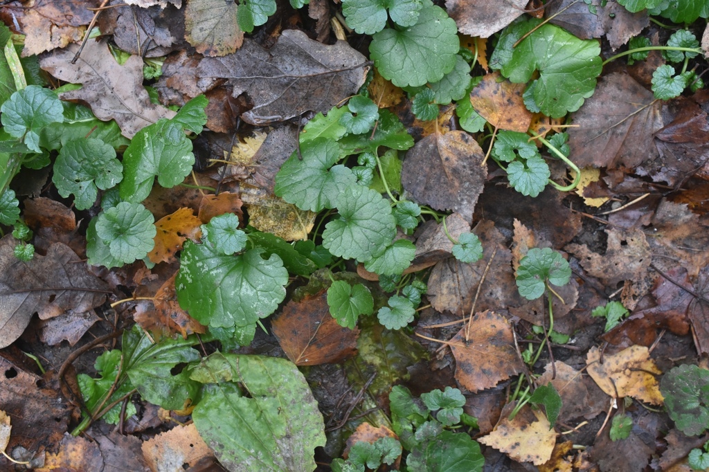 ground-ivy from South-Western Administrative Okrug, Moscow, Russia on ...
