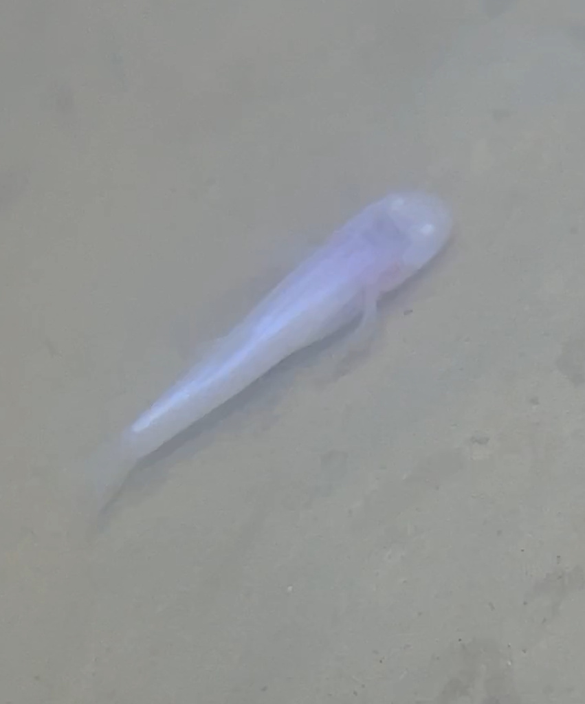Southern Cavefish in November 2024 by Nick Tobler (Cowturtle). Hidden ...