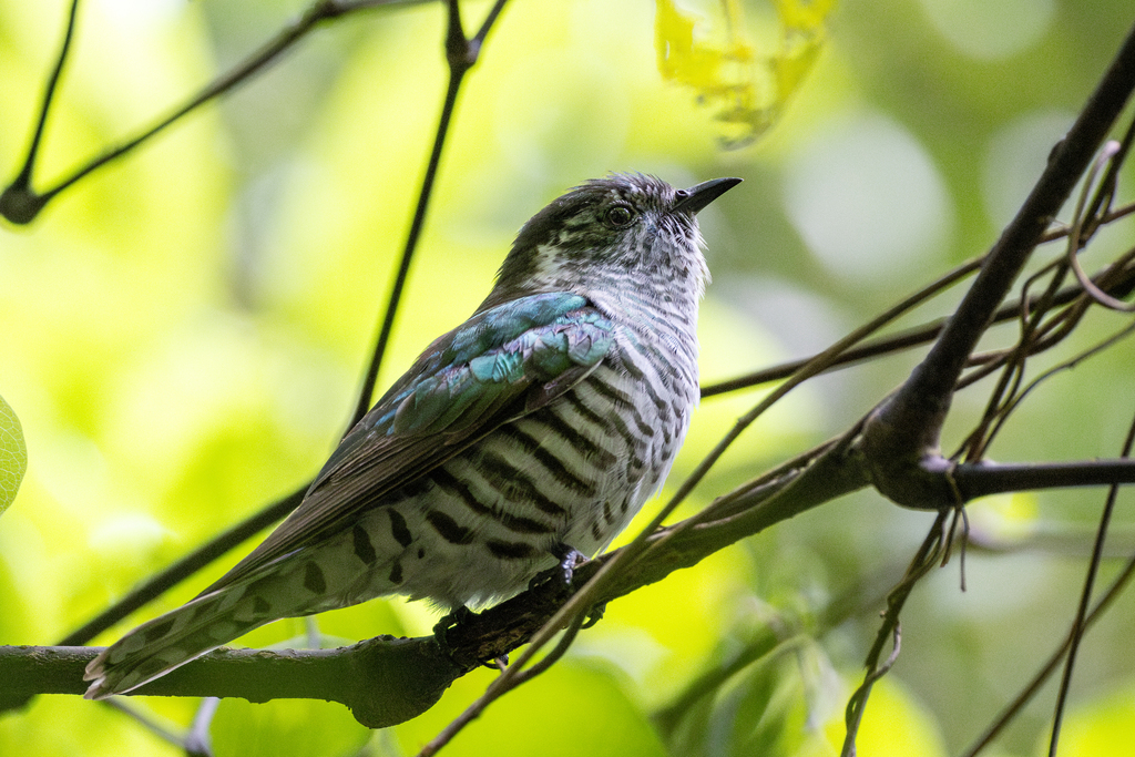 Shining Bronze-Cuckoo from Pohangina, New Zealand on October 27, 2024 ...