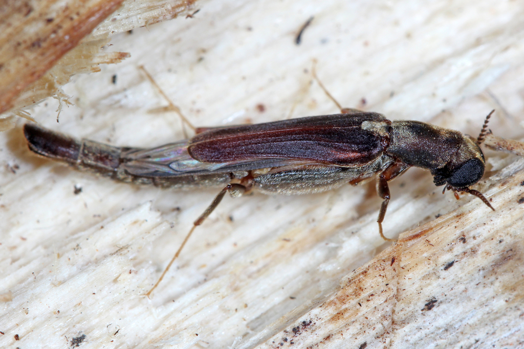 Ship-timber Beetles from 马来西亚沙巴建宁欧 on May 01, 2016 at 02:57 AM by 昆虫学 ...