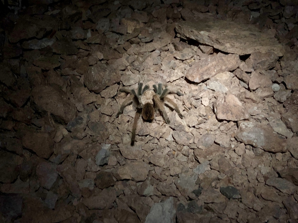 Desert Blonde Tarantula from Kofa Queen Canyon, Kofa NWR, Yuma County ...