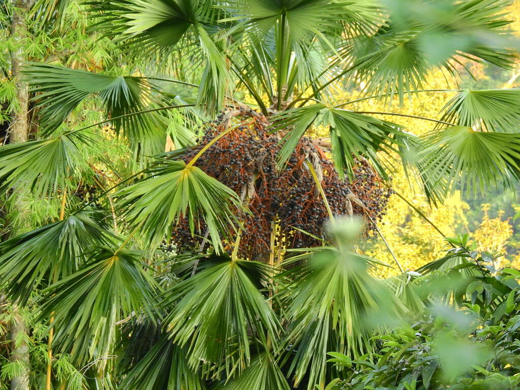 Livistona jenkinsiana from 3RX9+84W Pakke Tiger Reserve, Itakhola ...