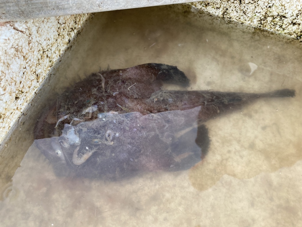 Monkfishes from 黄海, CN on November 15, 2024 at 04:25 PM by akira_lee ...