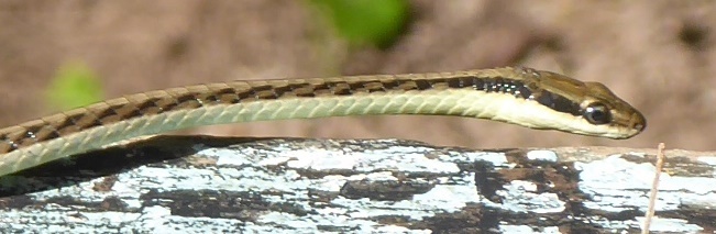 Southern Burmese Bronzeback in November 2024 by Pam Piombino · iNaturalist