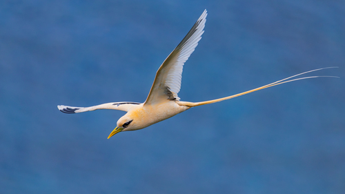 Subespecies Phaethon lepturus fulvus · iNaturalist Mexico