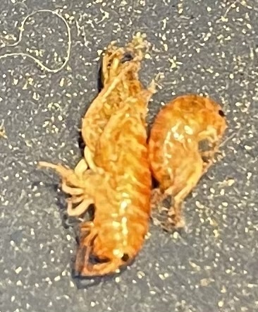 Lawn Shrimps from Isle of Man, Castletown, Isle of Man, GB on November ...