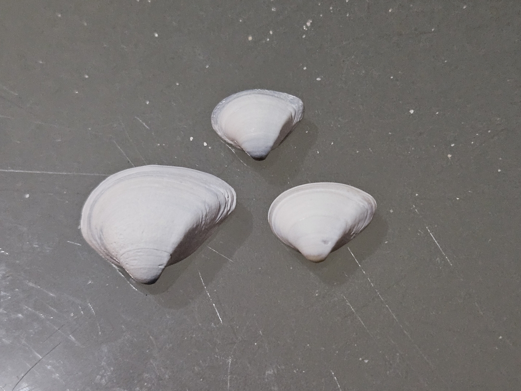 Spisula trigonella from Amity QLD, Australia on October 13, 2024 by ...