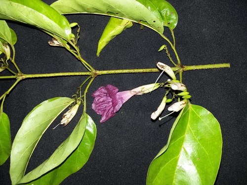 Fridericia craterophora · iNaturalist