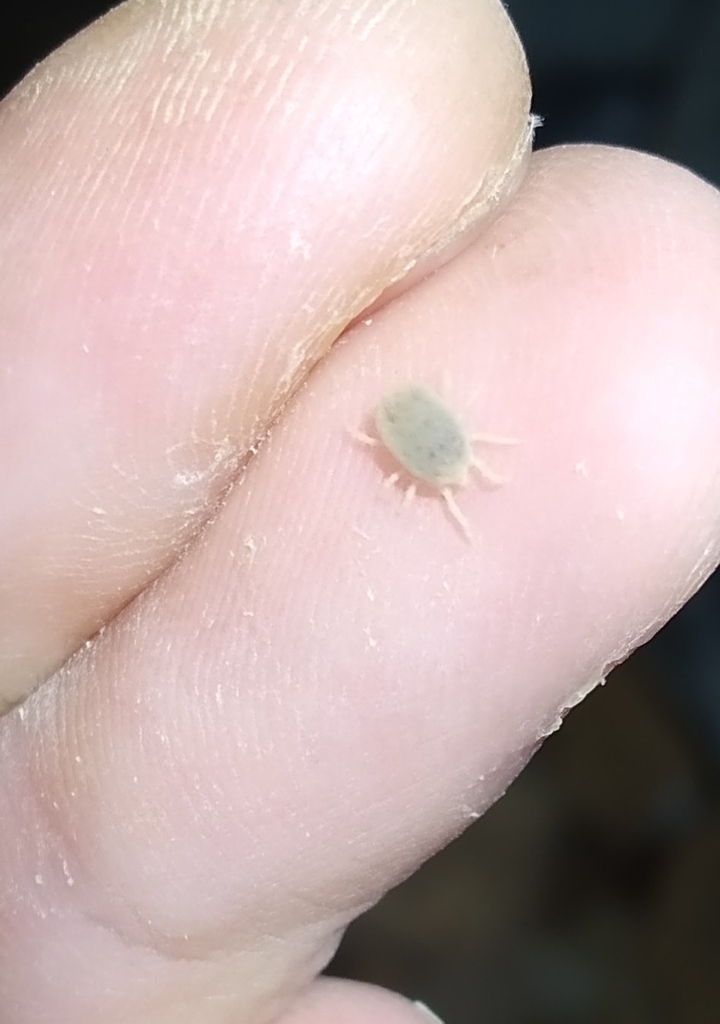 Ticks from 35541 Haría, Las Palmas, Spain on November 14, 2024 at 08:14 ...