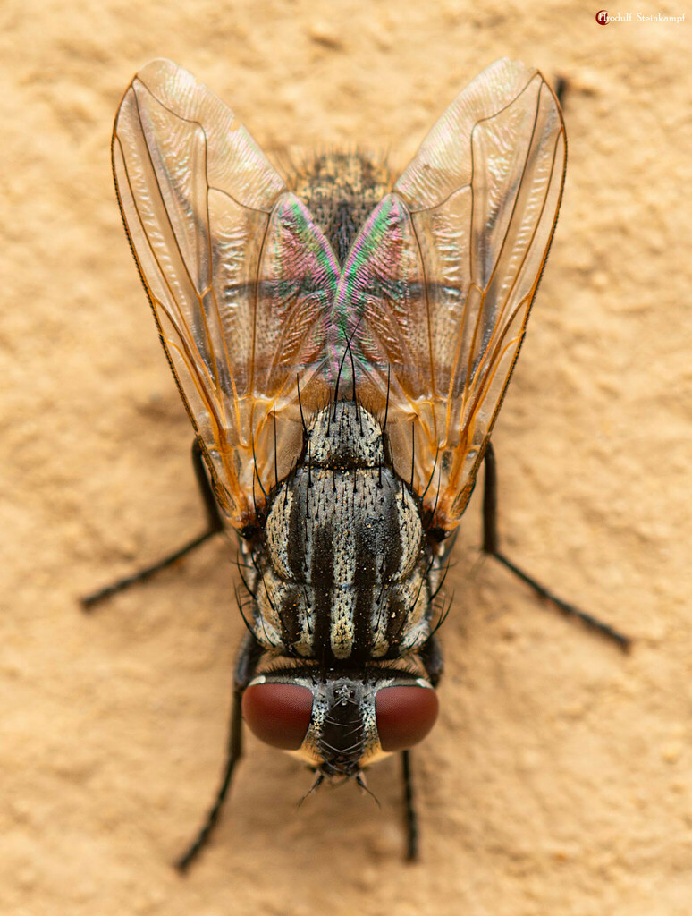 Musca from Spitskop Small Holdings, Bloemfontein, 9301, South Africa on ...