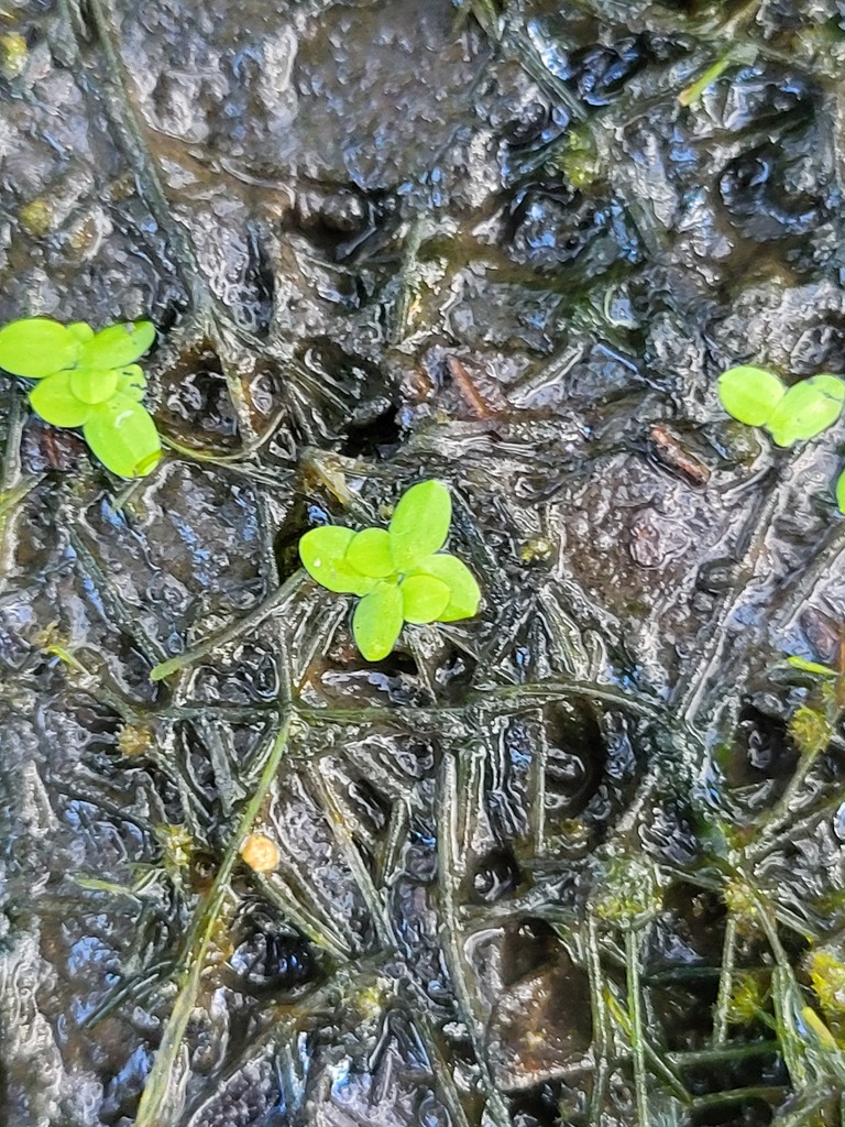 lesser duckweed in November 2024 by Luke Smith · iNaturalist