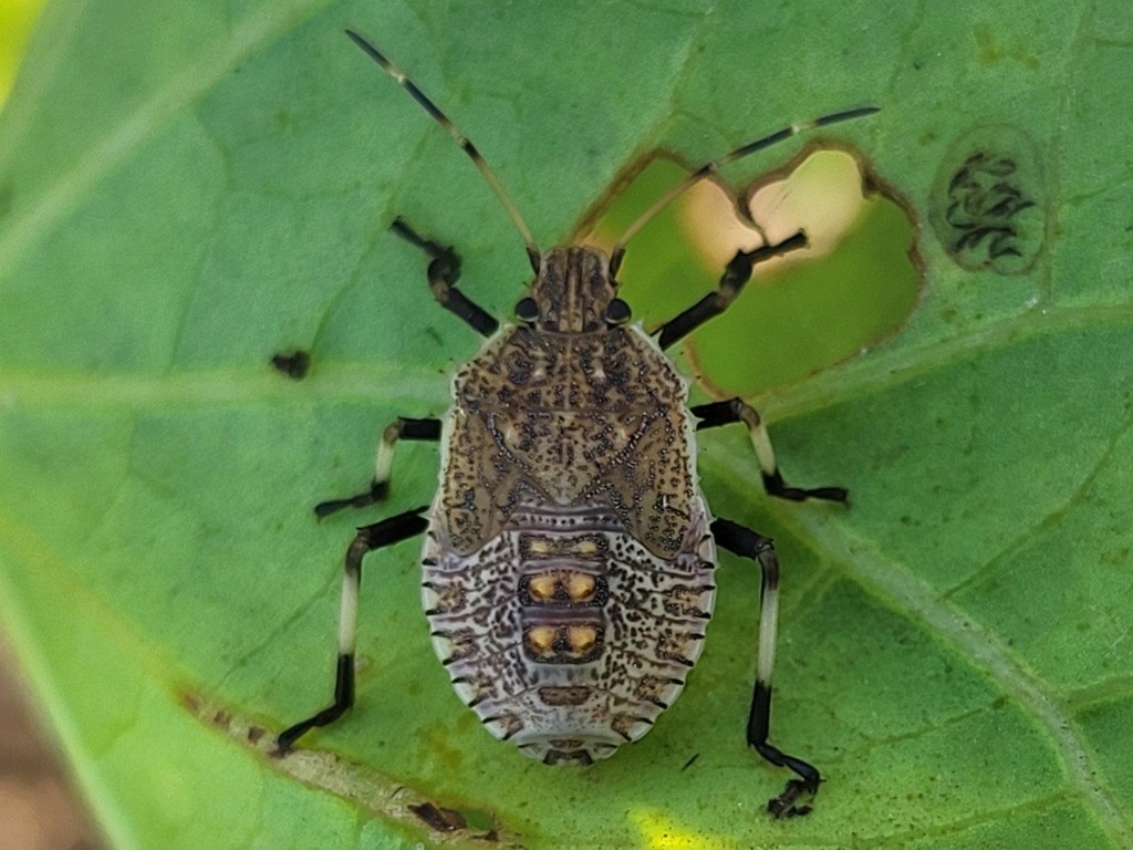 Halyomorpha in November 2024 by Luke Smith · iNaturalist