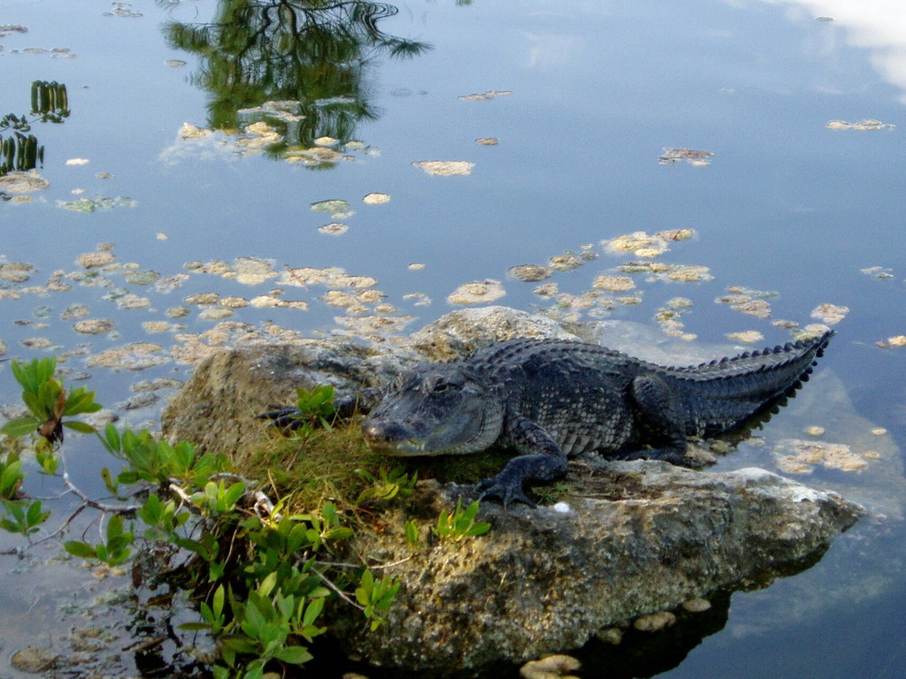 American Alligator from Marathon, Florida 33050, Verenigde Staten on ...