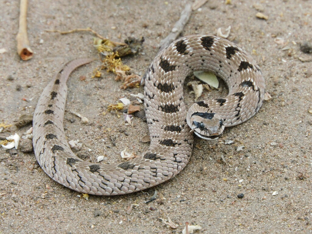 Snouted Night Adder from Montepuez, Mozambique on November 3, 2024 at ...