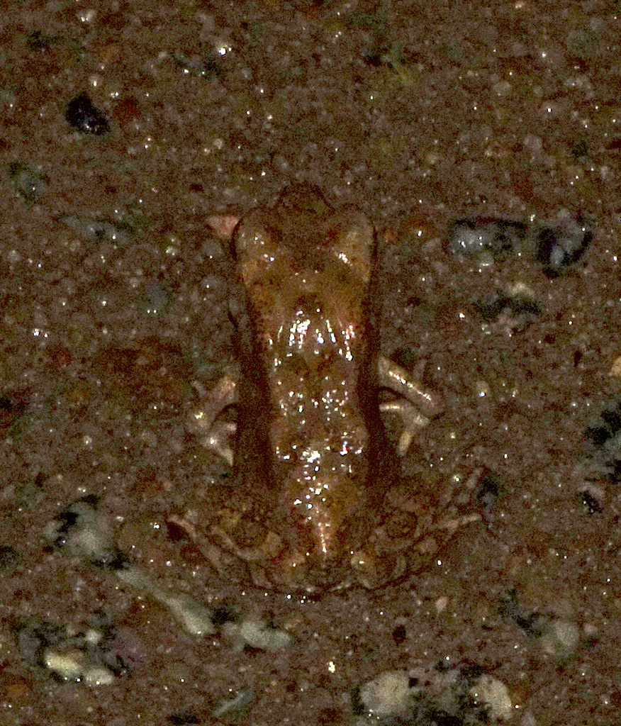 Asian Common Toad from Hung Hom, Hong Kong on November 15, 2024 at 09: ...