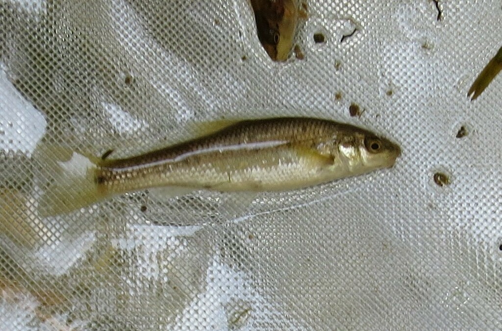 Central Stoneroller from Thames River, St Marys, Perth County, ON ...