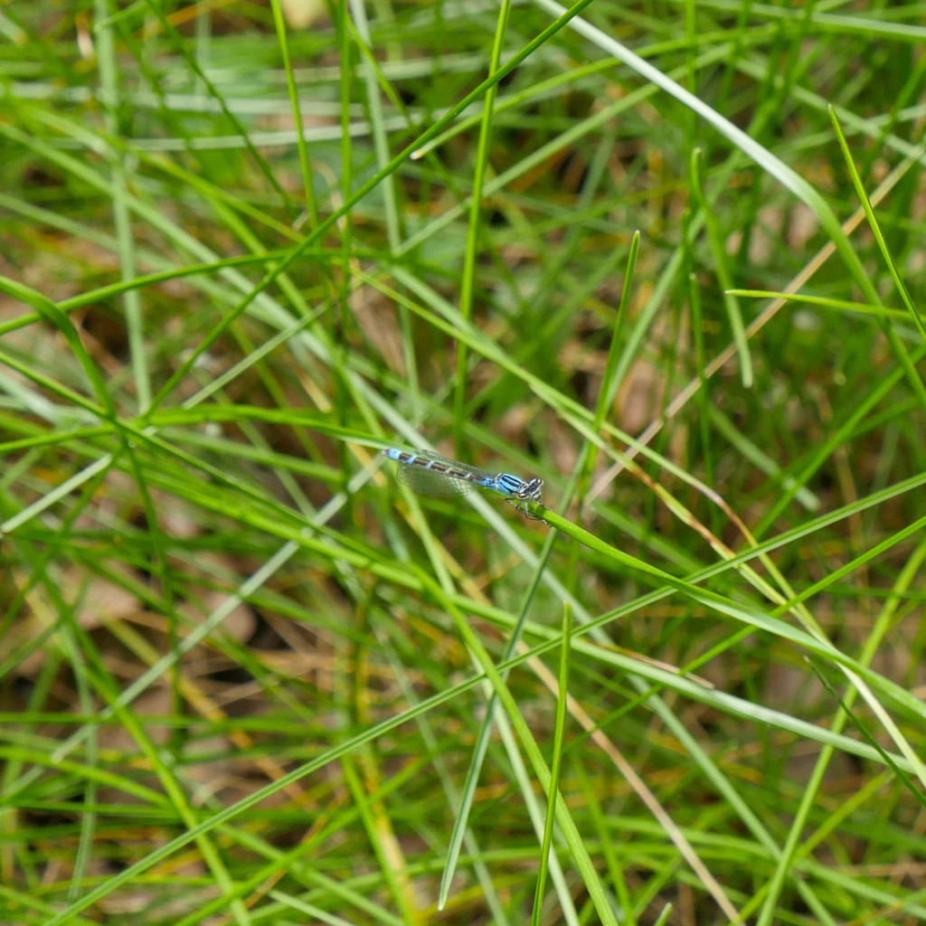 Bluets in July 2019 by Nathan Odgers · iNaturalist