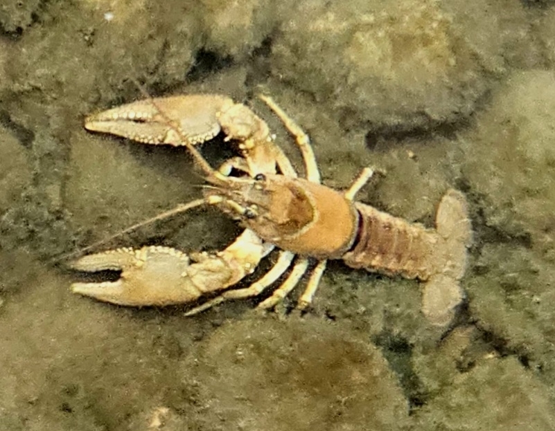 Allegheny Crayfish from Conyngham Township, PA, USA on November 15 ...