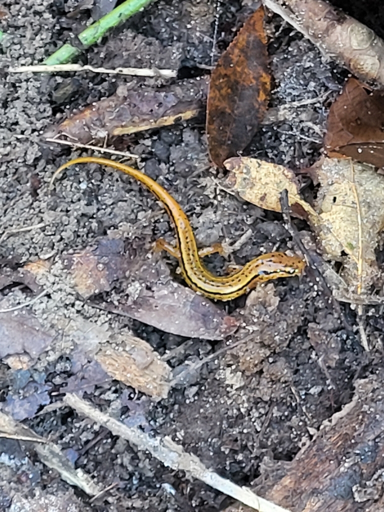 Southern Two-lined Salamander from Charlotte, NC 28215, USA on November ...