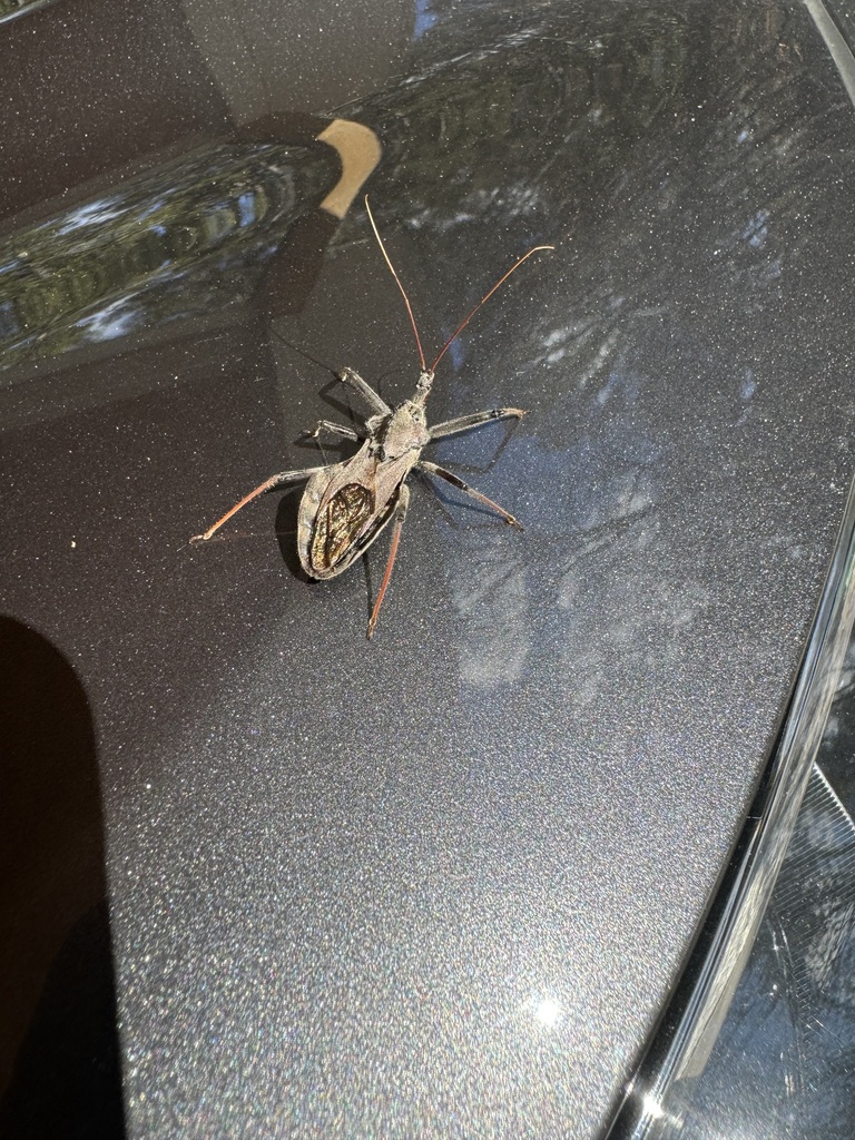North American Wheel Bug from Old Homestead Rd, Pittsboro, NC, US on ...