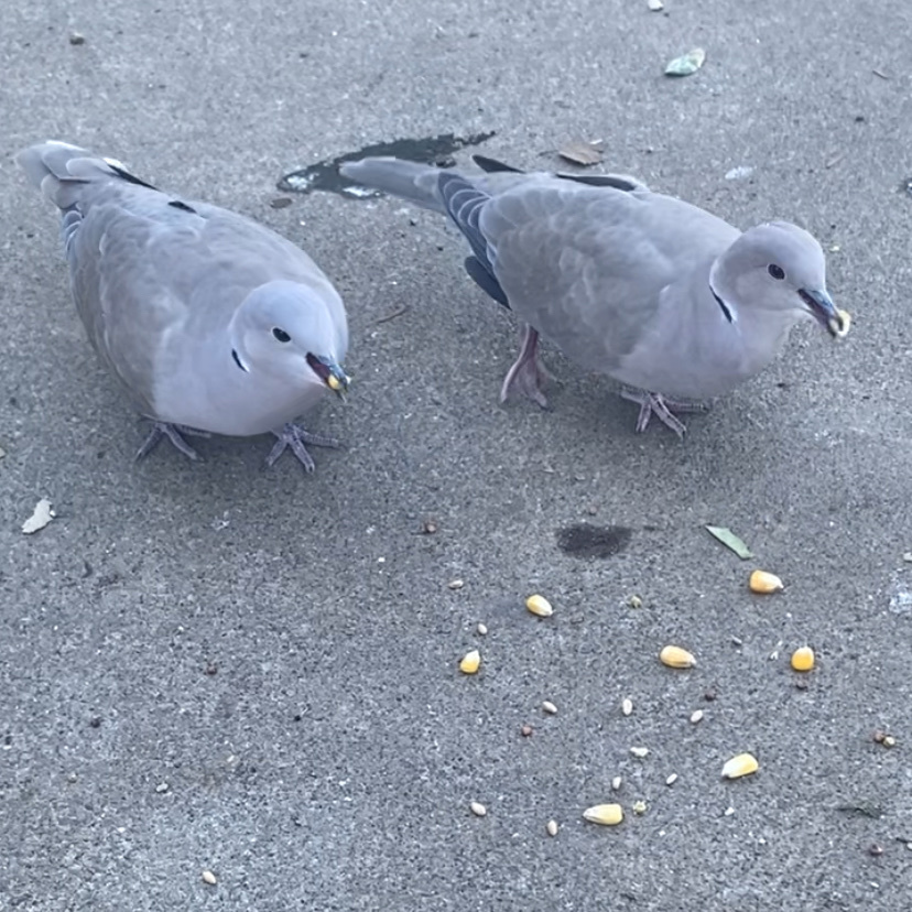 Eurasian Collared-Dove from Lake Ralphine, Santa Rosa, CA, US on ...