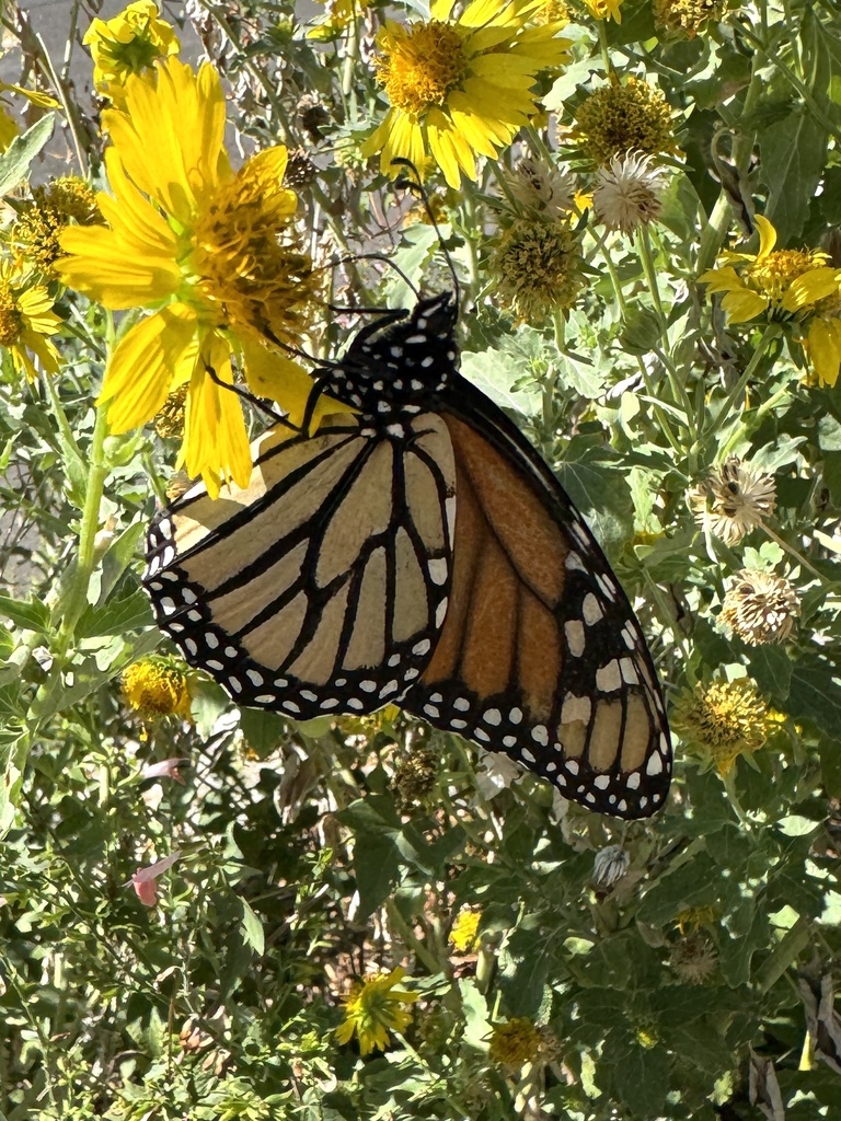 Monarch from Adams St, San Antonio, TX, US on November 15, 2024 at 01: ...