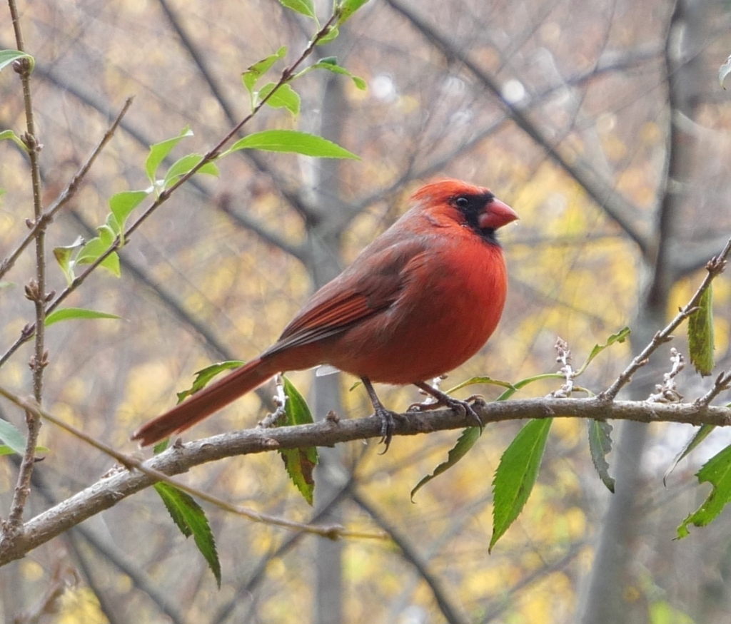 Northern Cardinal in November 2024 by crazywolf828 · iNaturalist