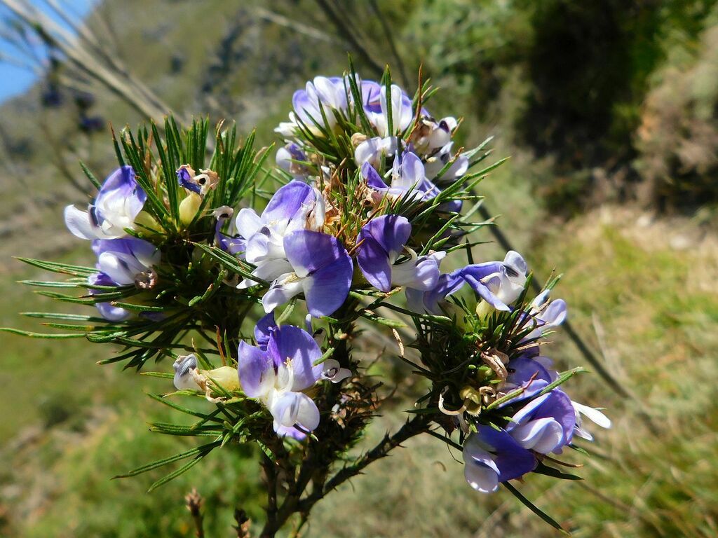 Stinky Fountainbush from Upper Gobos Greyton, 7233, South Africa on ...