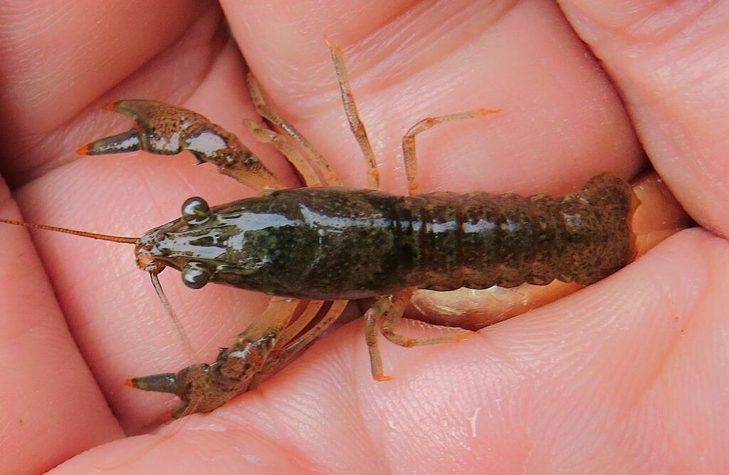 Northern Clearwater Crayfish from Upper Thames R, Perth County, ON ...