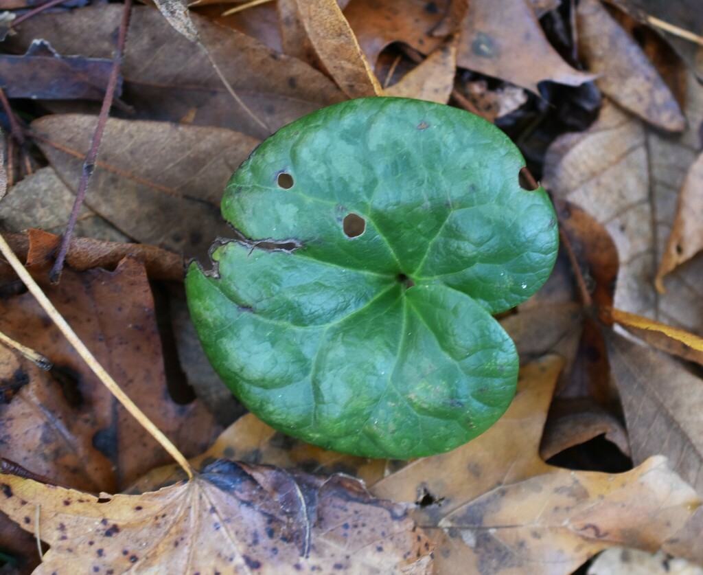 Virginia heartleaf from Dekalb County, GA, USA on November 15, 2024 at ...