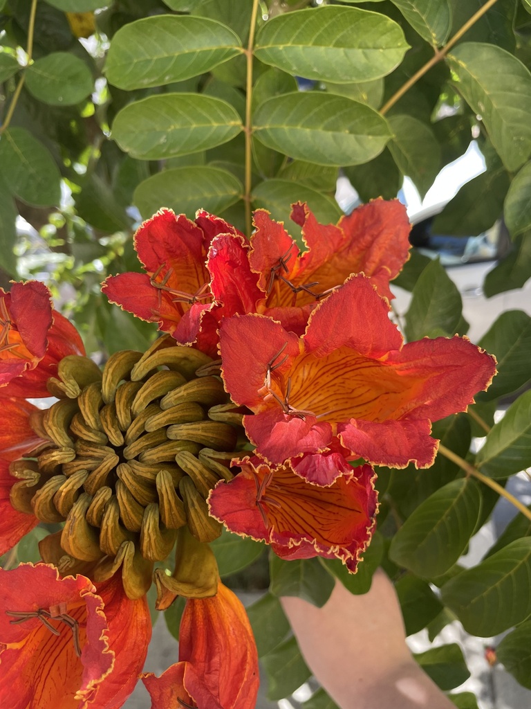 African tulip tree from Piletas, Guanajuato, Gto., MX on November 15 ...