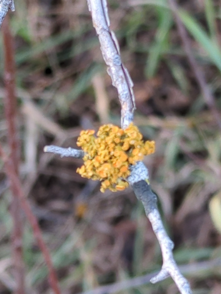 Golden-eye Lichen from Bigelow Township, MN, USA on November 15, 2024 ...