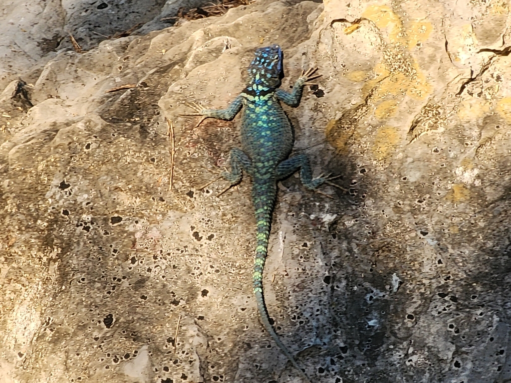 Minor Lizard from 67210 N.L., México on November 14, 2024 at 04:54 PM ...