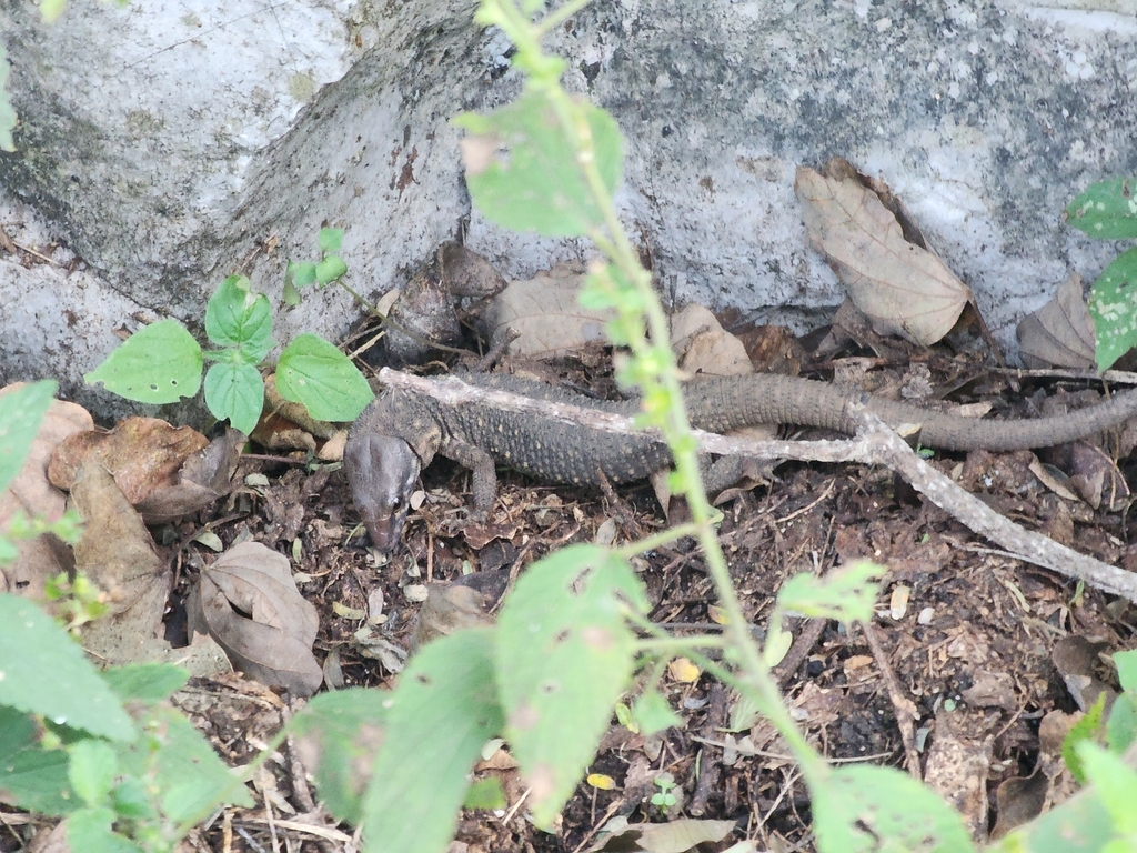 Madrean Tropical Night Lizard from 67210 N.L., México on November 14 ...