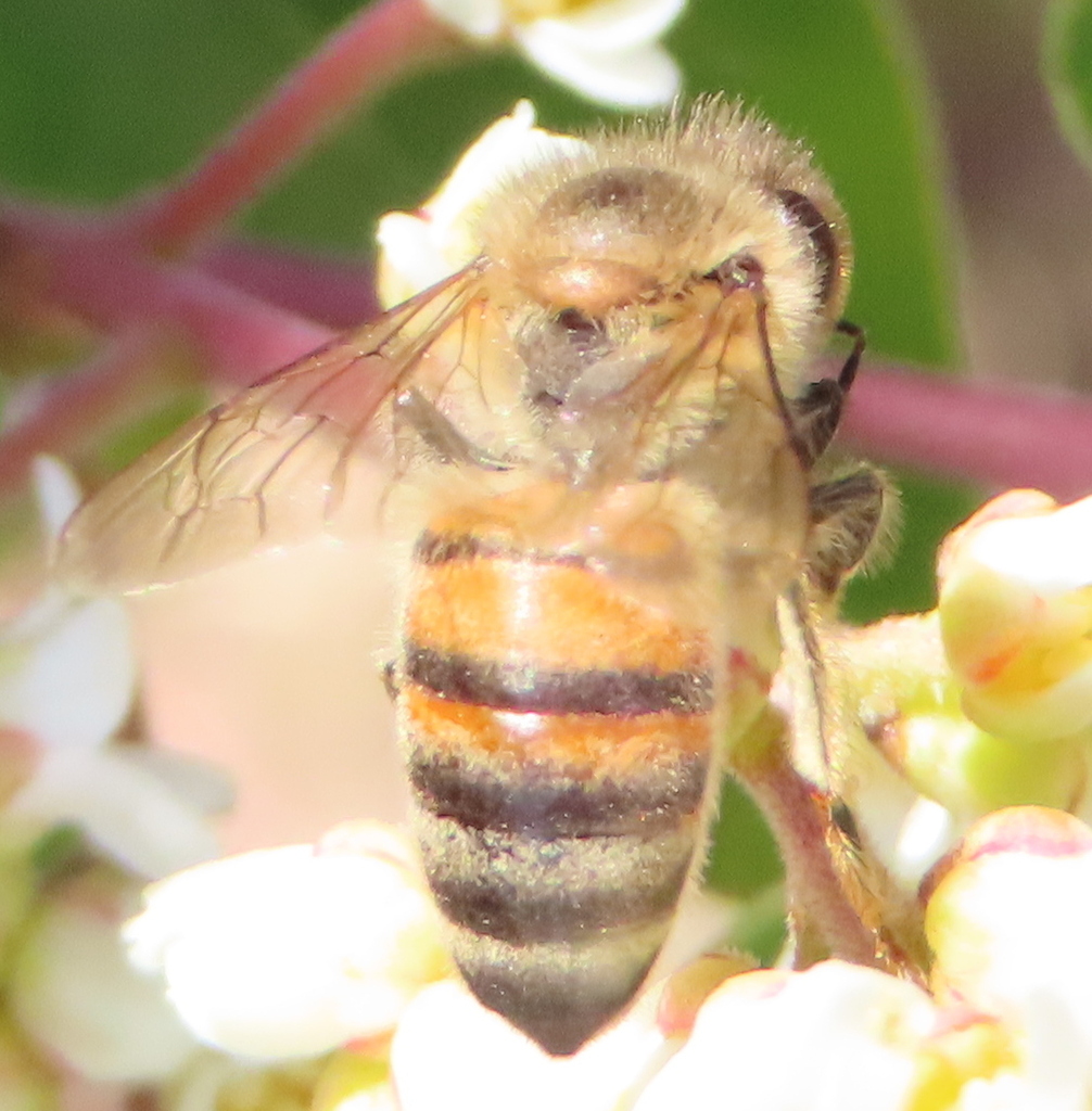 Western Honey Bee from Davenport Lake Austin, TX, USA on November 13 ...