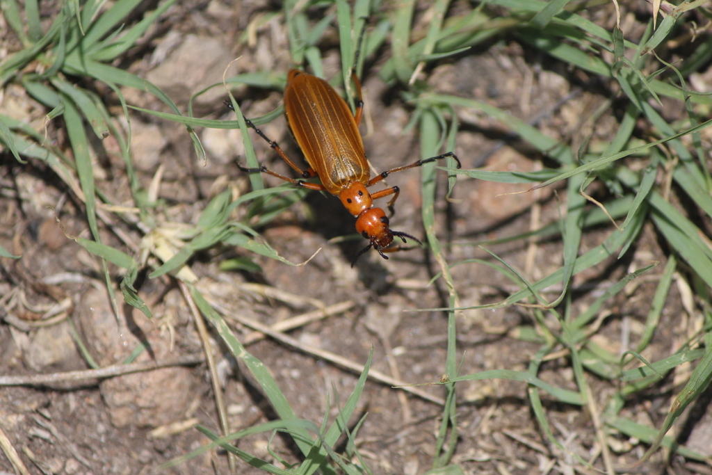Pyrota quadrinervata from Cadereyta de Montes, MX-QE, MX on July 15 ...