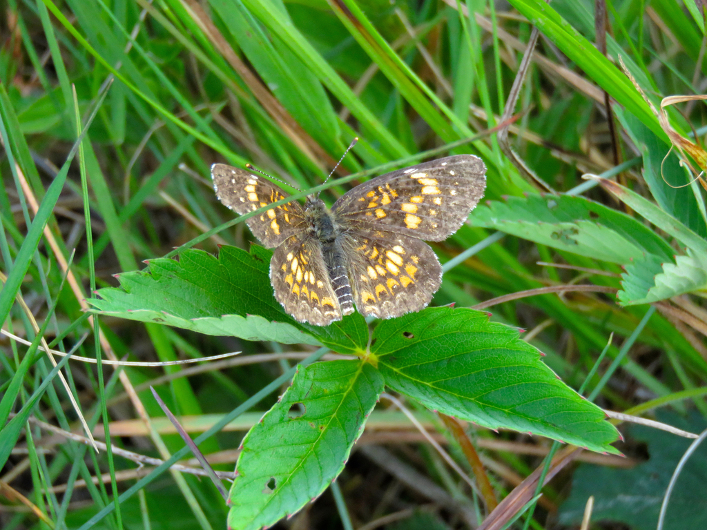 Harris's Checkerspot in June 2017 by plantmandrew · iNaturalist