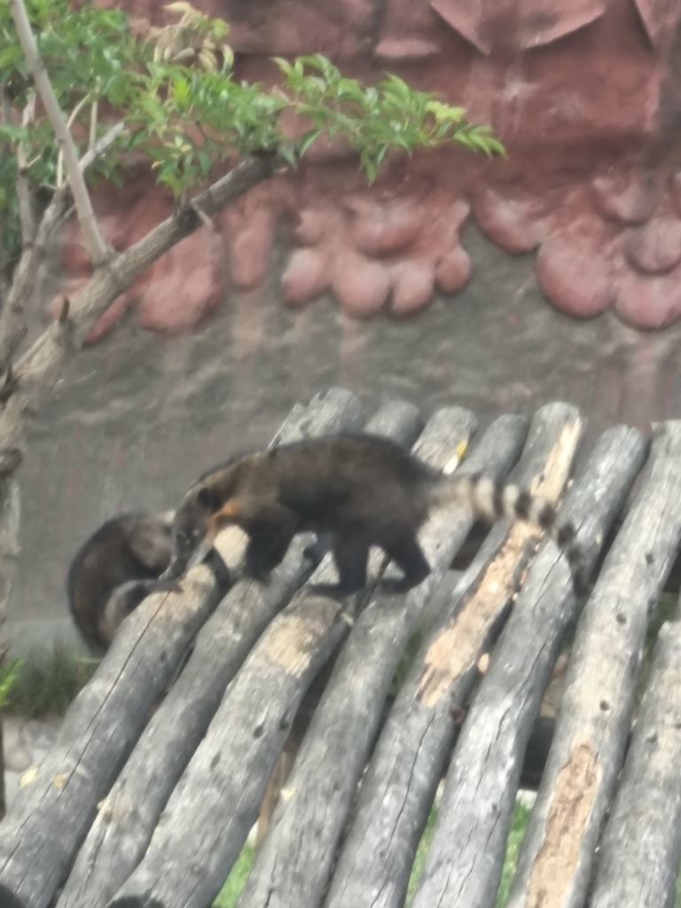 Achuni desde WRQ3+6F9 Parque - Zoológico de Huancayo, Huancayo 12002 ...