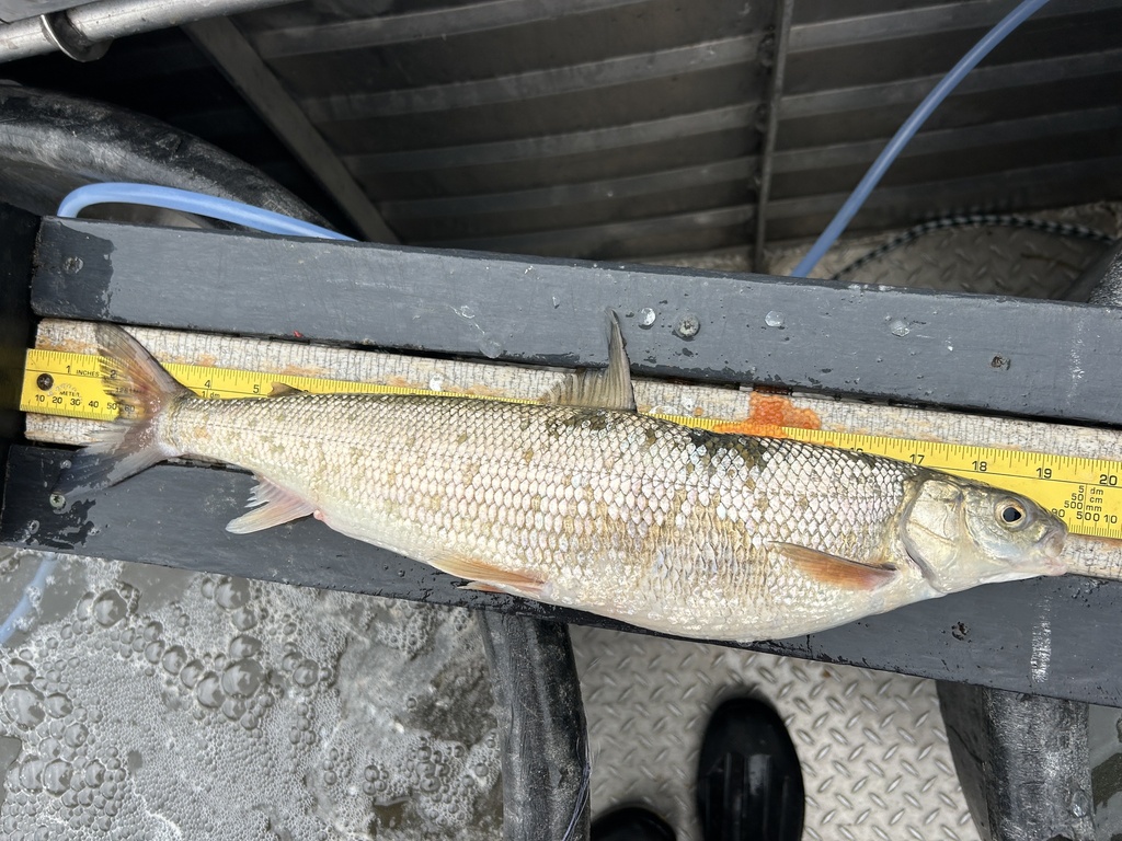 Round Whitefish from Drummond Island, Drummond Island Township, MI, US ...