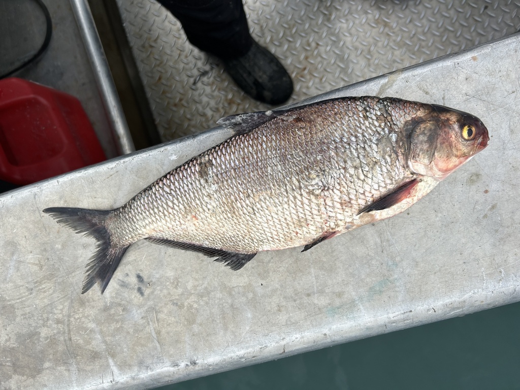 American Gizzard Shad from Drummond Island, Drummond Island Township ...