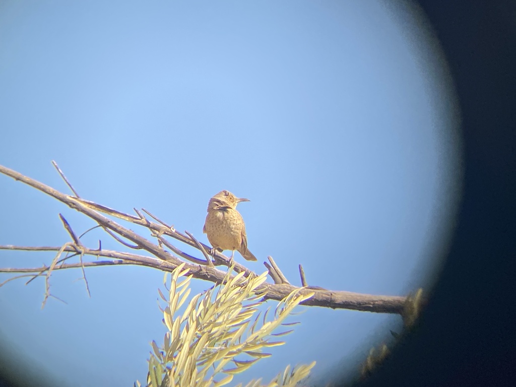 Bendire's Thrasher in November 2024 by Octa Kong. Continuing bird. He ...