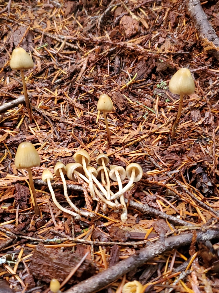 Psilocybe pelliculosa from Carson National Fish Hatchery Visitor Center ...