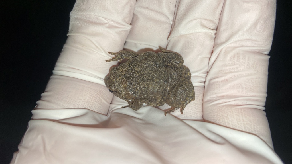 Boreal Digging Frog from 장재리, 아산시, 충청남도, KR on November 16, 2024 at 05: ...