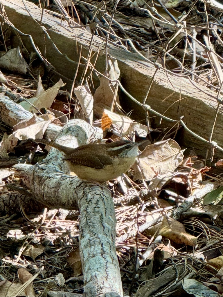 Carolina Wren from Edith L. Moore Nature Sanctuary, Houston, TX, US on ...