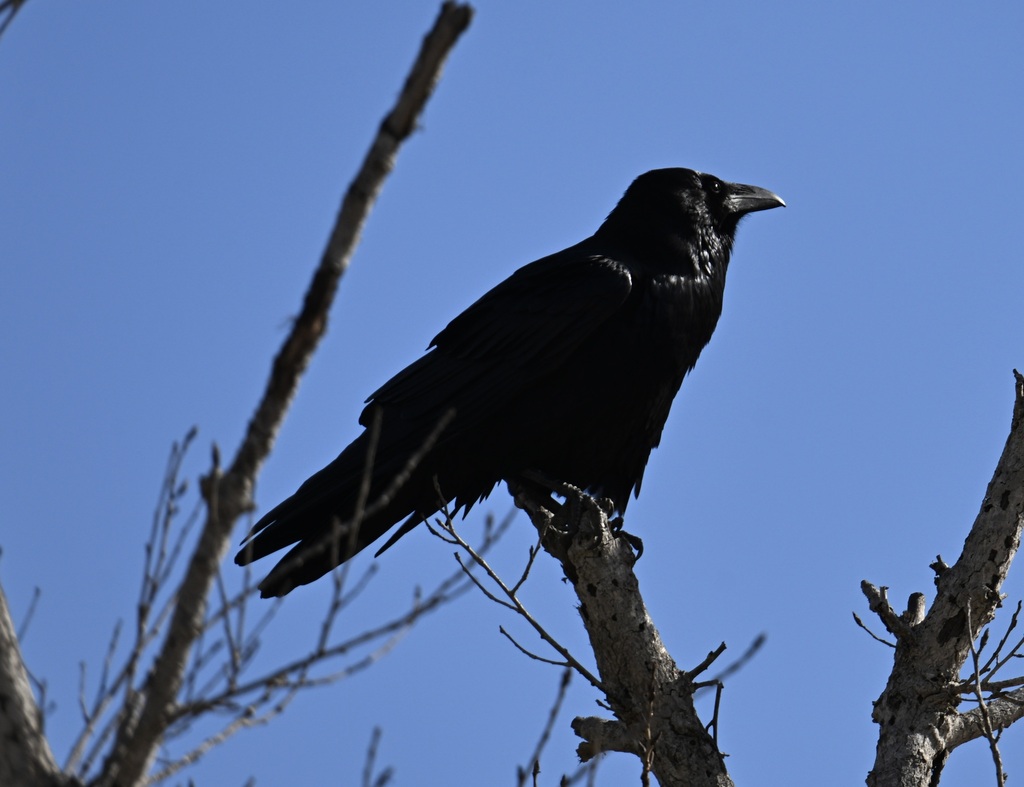 Common Raven from San Carlos, San Diego, CA, USA on November 15, 2024 ...