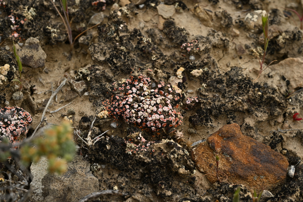 Blushing Scale from Mesa County, CO, USA on May 1, 2024 at 01:01 PM by ...