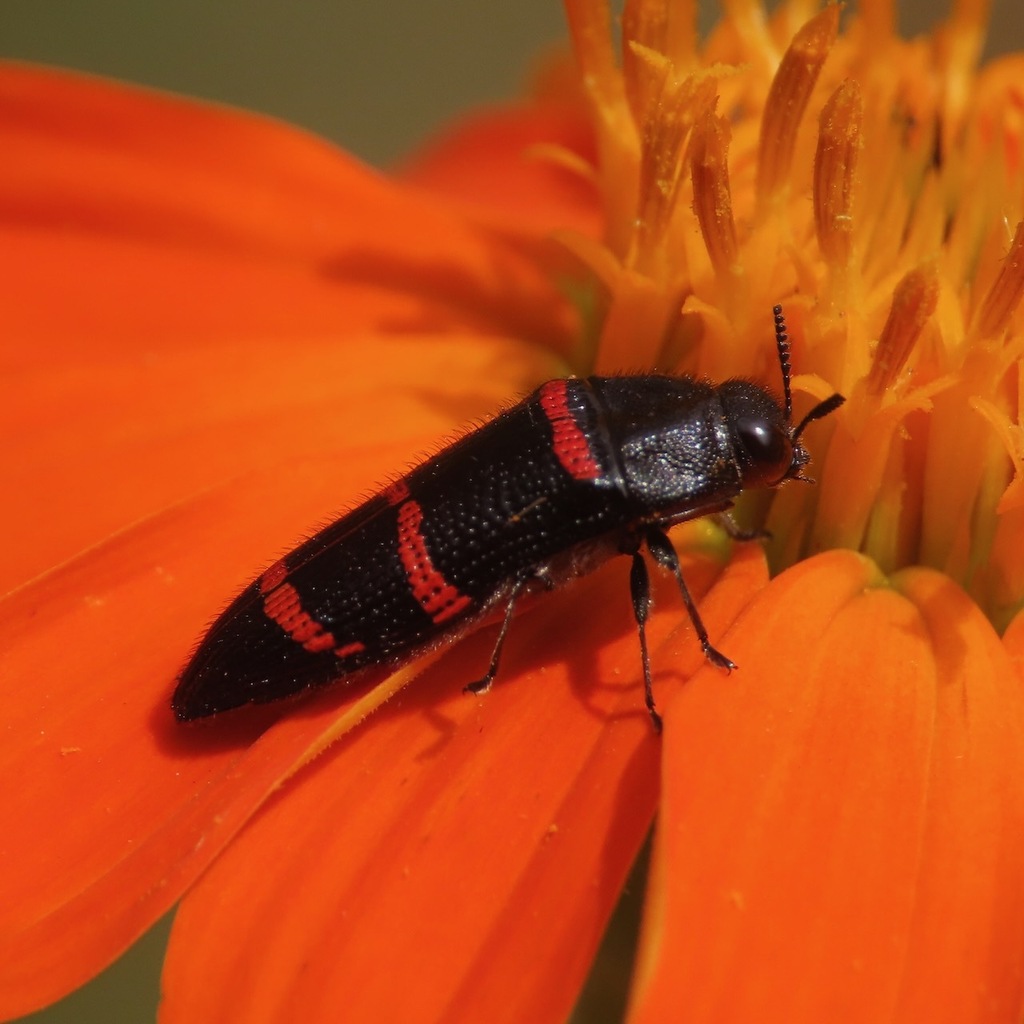 Acmaeodera trizonalis trizonalis from Zihuatanejo de Azueta, Guerrero ...